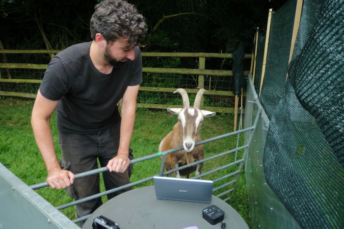 Why Does My Goat Paw at Me? Caprine Communication - Goat Journal